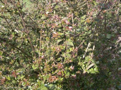 Lonicera nitida 'Red Tips'